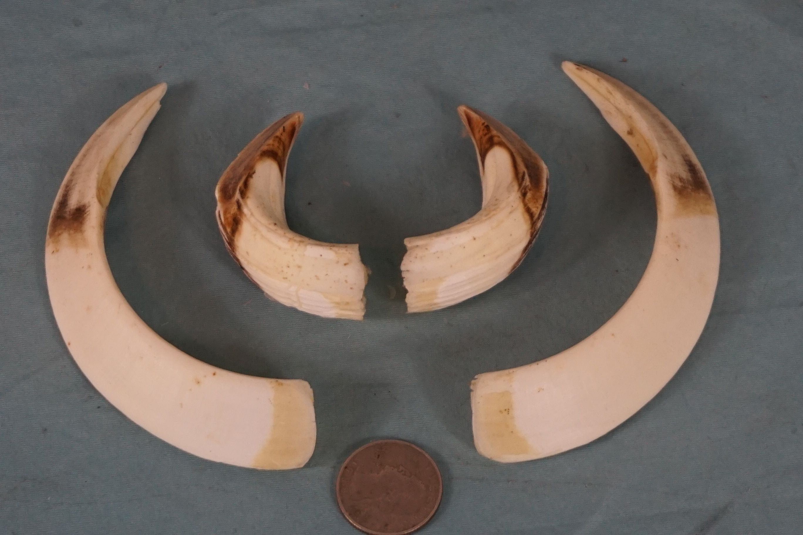 Conjunto de 4 colmillos jabalíes muy fuertes colmillos | Etsy