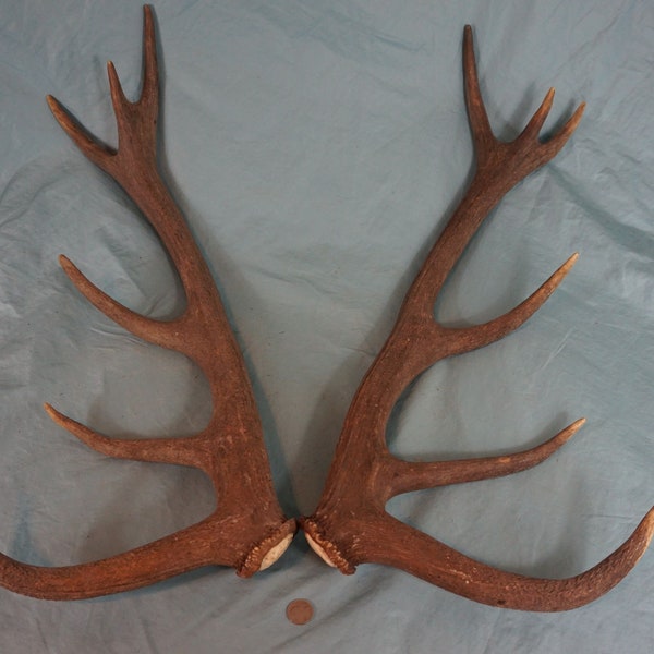 Buck Antlers - Etsy
