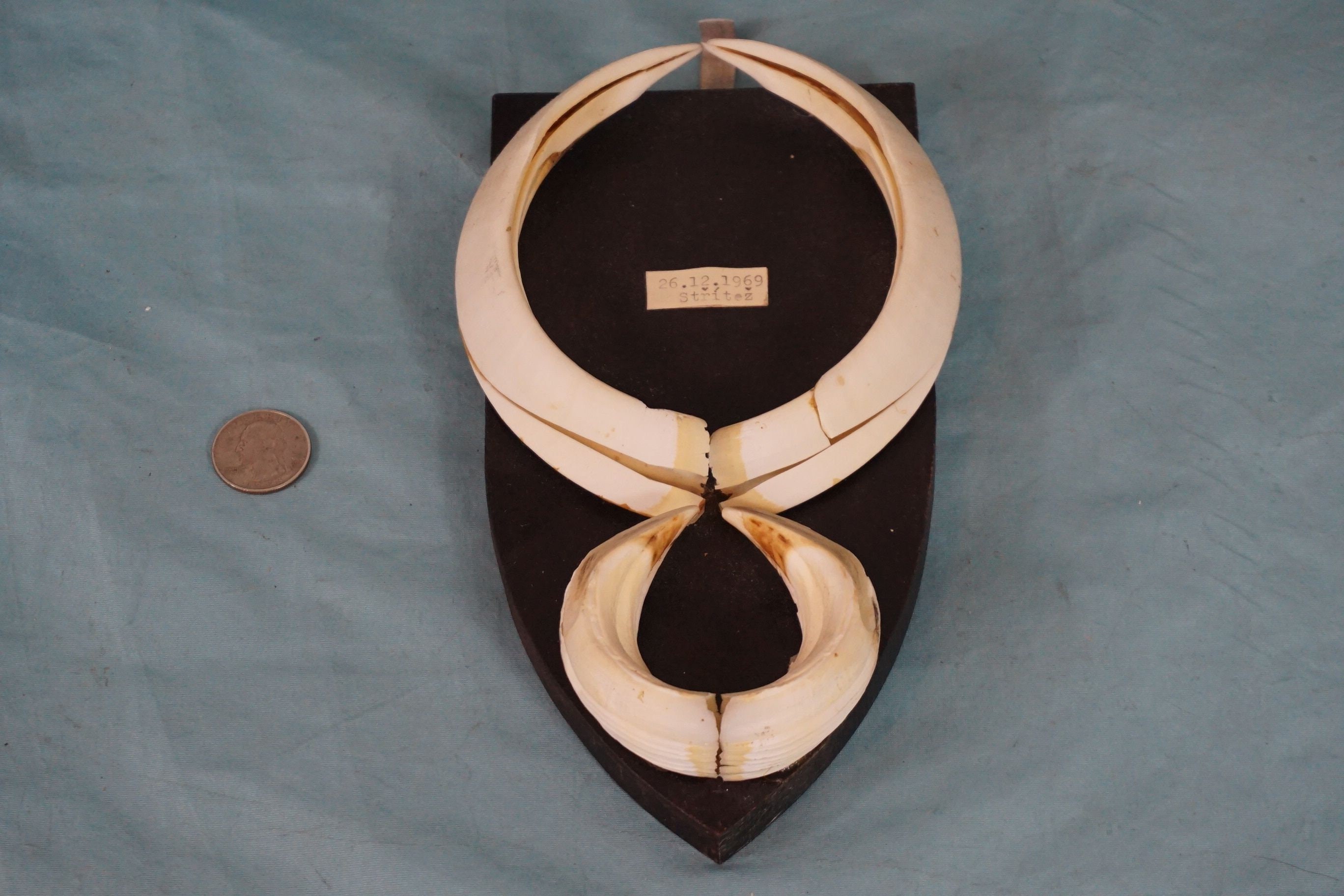 Home Décor Home & Living Taxidermy & Curiosities European Hunting ...