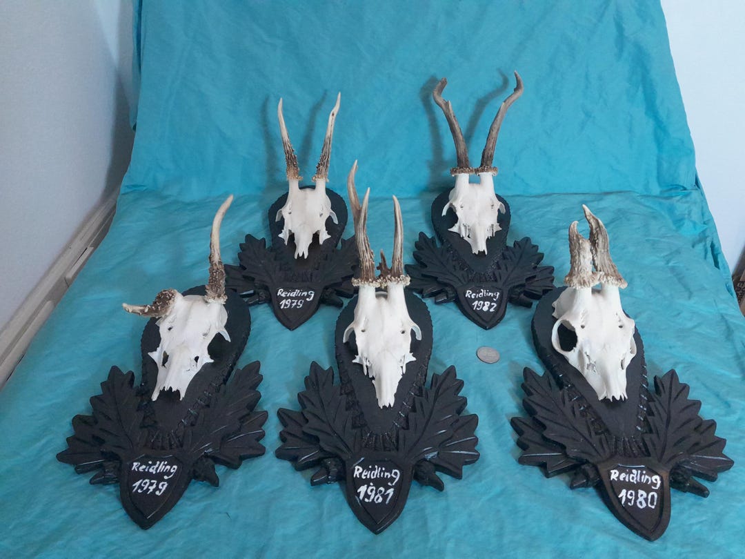 Set of 5 Vintage Obscure Roe Deer Antlers on Carved Wooden Trophy ...