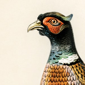 Pheasant Print, PRINTABLE Artwork, Thanksgiving Art, Rustic Home Decor ...