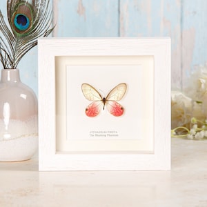 The Blushing Phantom Butterfly Frame, Butterfly Taxidermy, Butterfly in ...