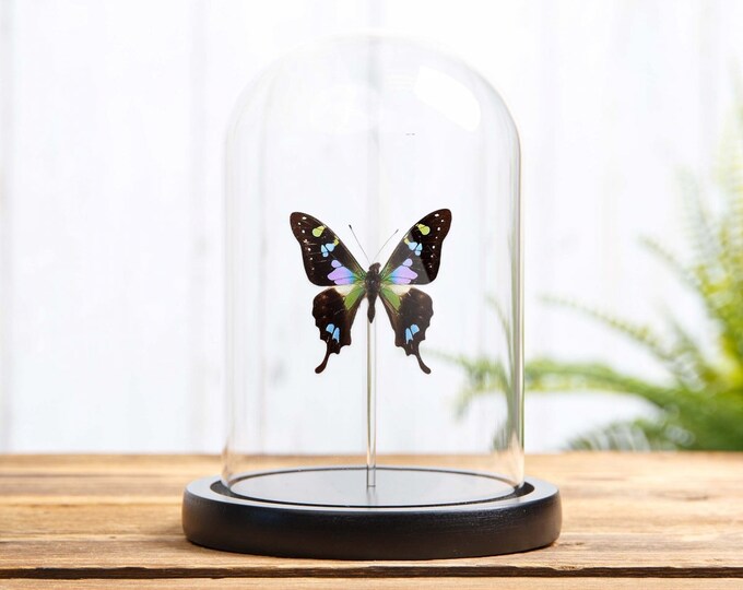 The Purple Spotted Swallowtail Butterfly - Graphium Weiskei - Dry ...