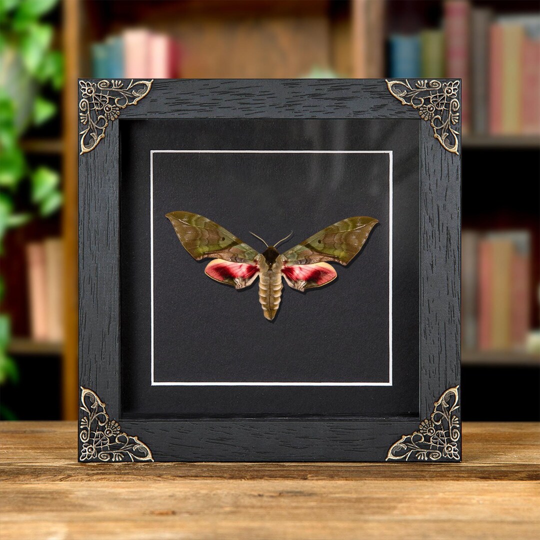 Large Pink & Green Hawk Moth in Baroque Style Frame (callambulyx ...