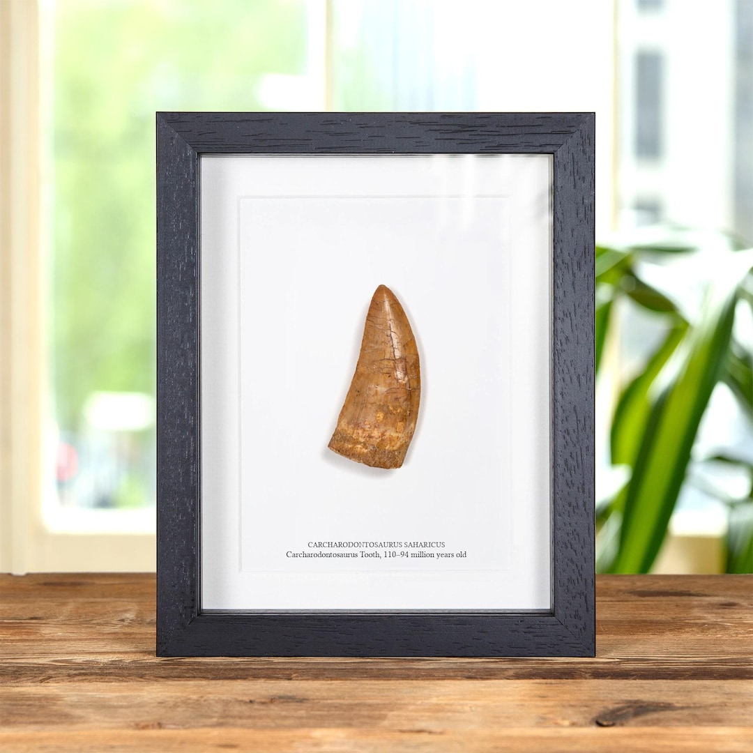 3.47 Inch "african T. Rex Type" Dinosaur Tooth Fossil in Box Frame ...