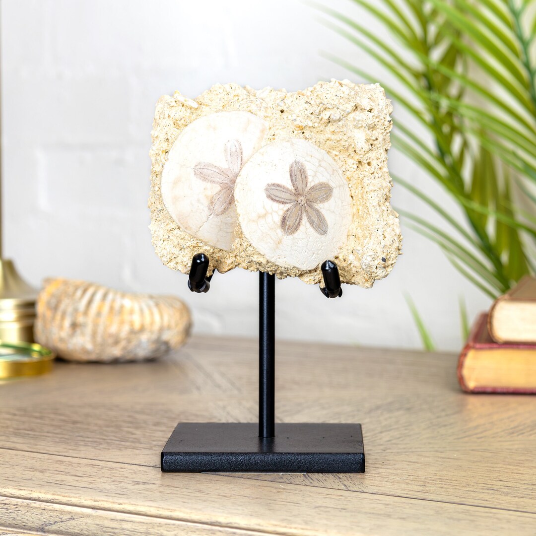 Scutella Echinoid Fossil on Stand (scutella Sp) - Etsy