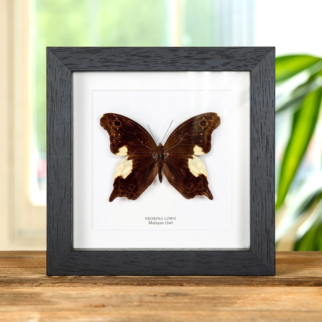 Malayan Owl Butterfly in Box Frame (neorina Lowii) - Etsy