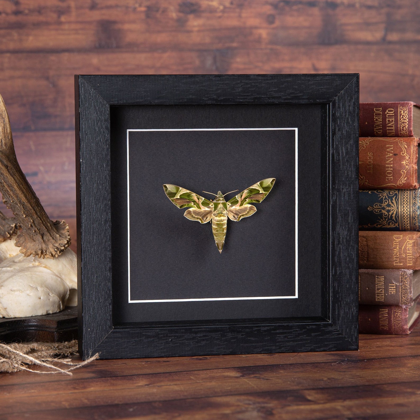 Army Moth in Baroque Style Box Frame Real Moth Frame Insect - Etsy