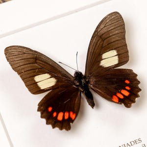 Harmodius Swallowtail Butterfly in Box Frame (mimoides Xeniades) - Etsy