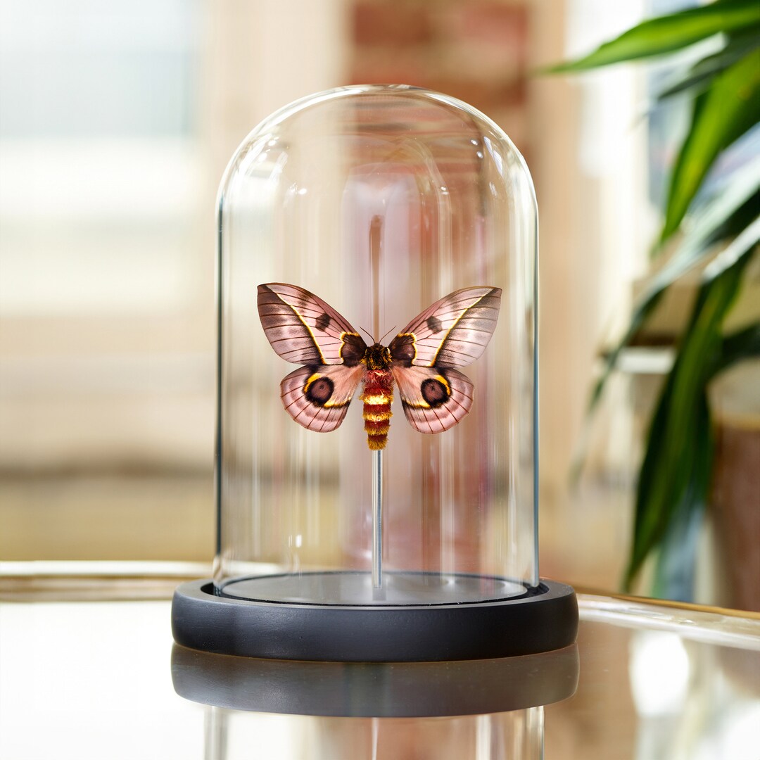 Pink Silkmoth in Glass Dome With Wooden Base automeris Frankae - Etsy