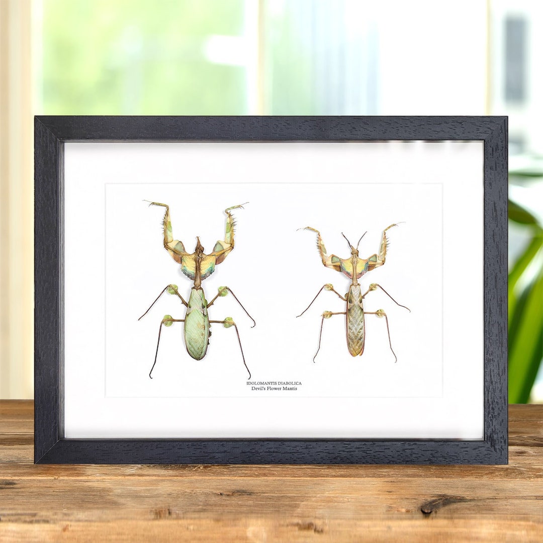 Male & Female Devil's Flower Mantis in Box Frame - Etsy
