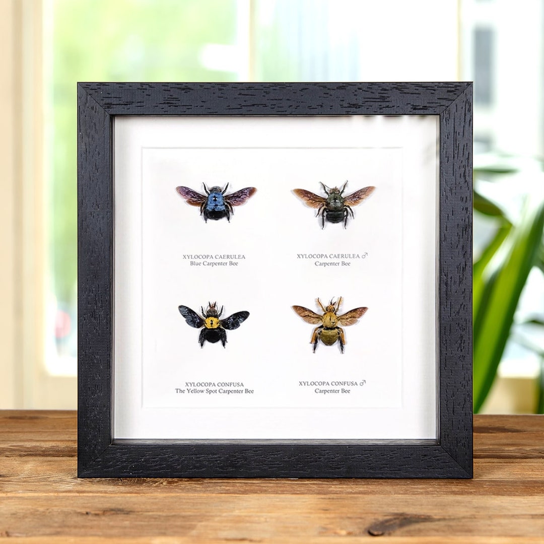 Carpenter Bee Display in Box Frame (xylocopa Sp) - Etsy