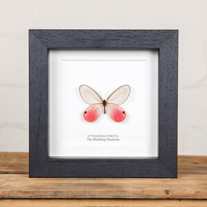 The Blushing Phantom Butterfly Frame, Butterfly Taxidermy, Butterfly in ...