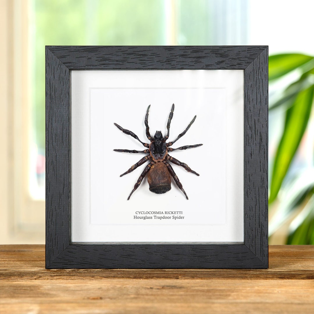 Hourglass Trapdoor Spider in Box Frame cyclocosmia Ricketti - Etsy