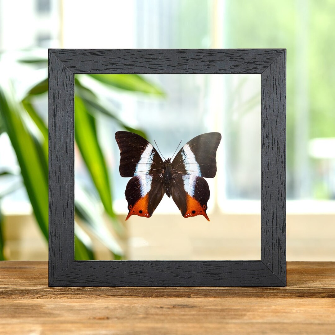 Violet-banded Palla in Clear Glass Frame (palla Violinitens) - Etsy