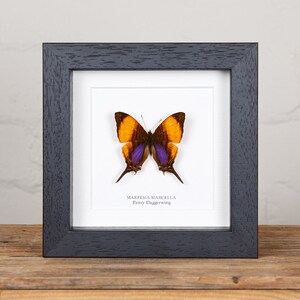 Pansy Daggerwing Butterfly Box Frame (marpesia Marcella) Butterfly Gift ...
