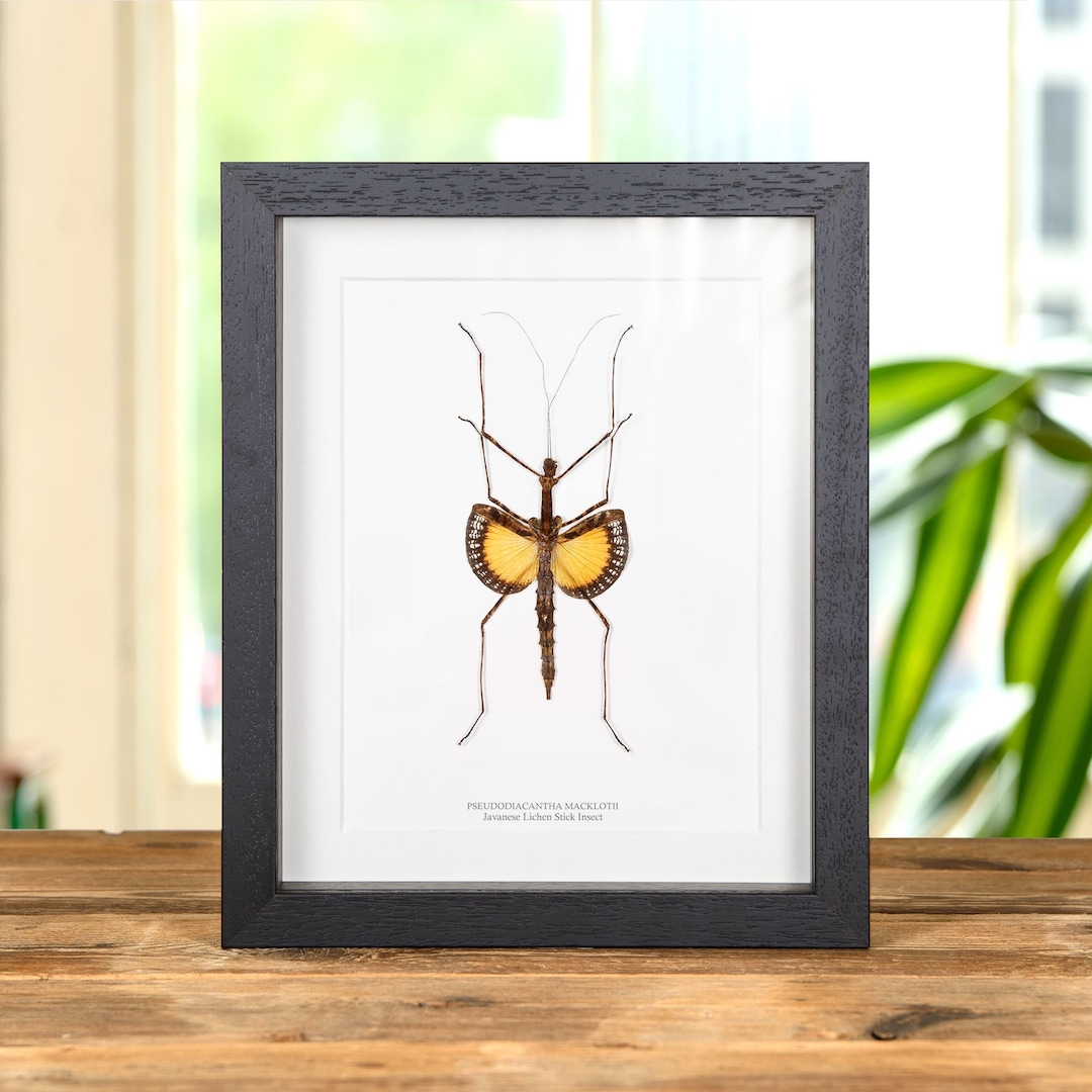 Javanese Lichen Stick Insect in Box Frame (pseudodiacantha Macklotii ...