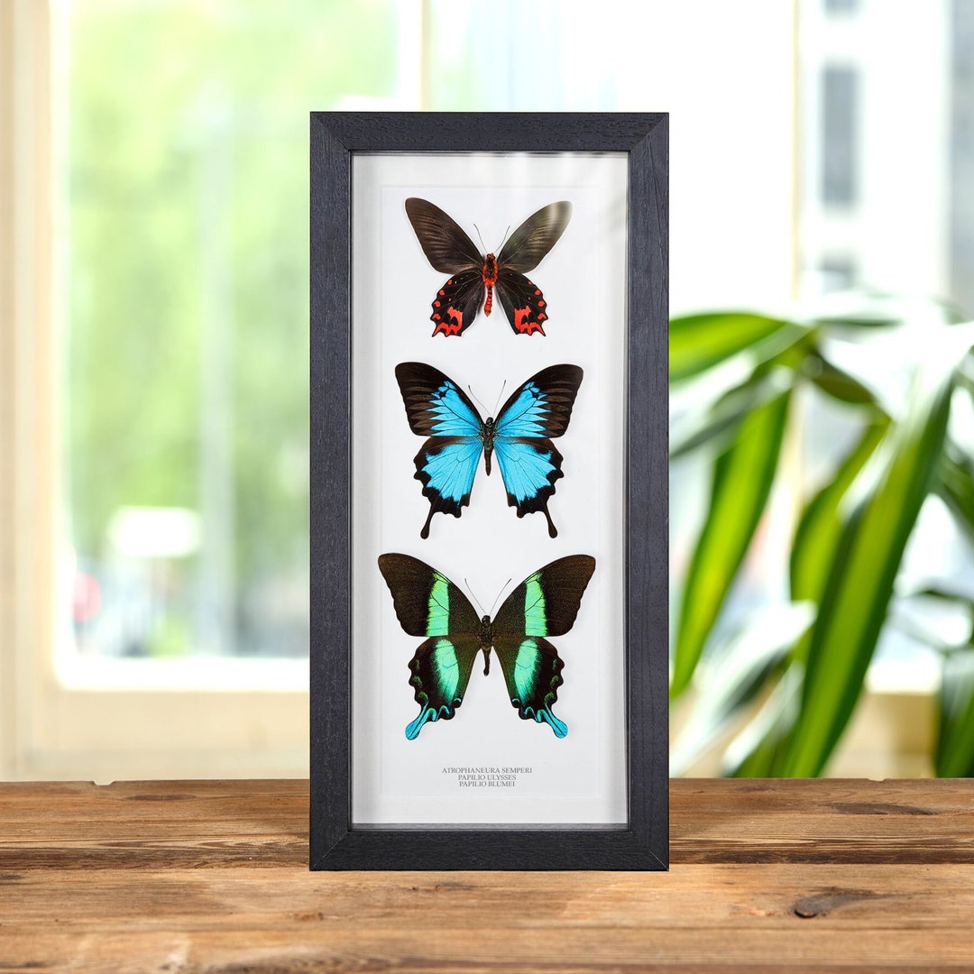 Butterfly Trio in Box Frame (papilio Blumei, Ulysses & Atrophaneura ...