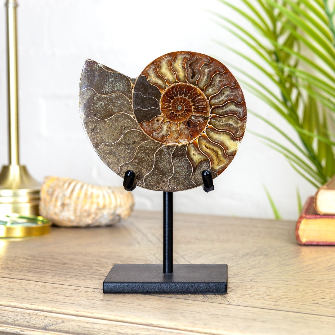 6 Inch Cut & Polished Ammonite Fossil on Stand (cleoniceras Sp) - Etsy