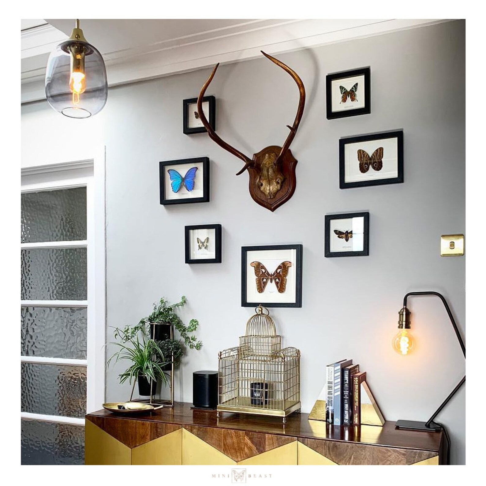 The Blushing Phantom Butterfly in Box Frame Cithaerias | Etsy