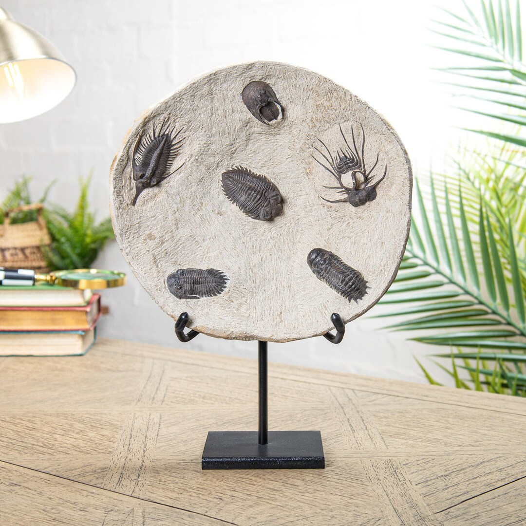 Devonian Age Trilobite Decorative Plate on Stand (various Sp) - Etsy