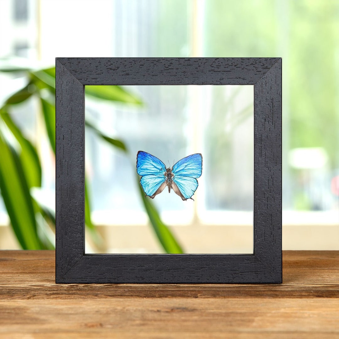 Arhopala Araxes in Clear Glass Box Frame From Sulawesi - Etsy