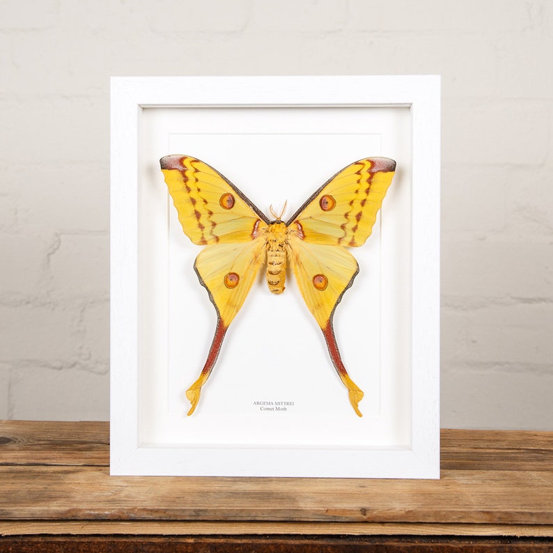Female Comet Moth in Box Frame Argema mittrei Real Moth | Etsy