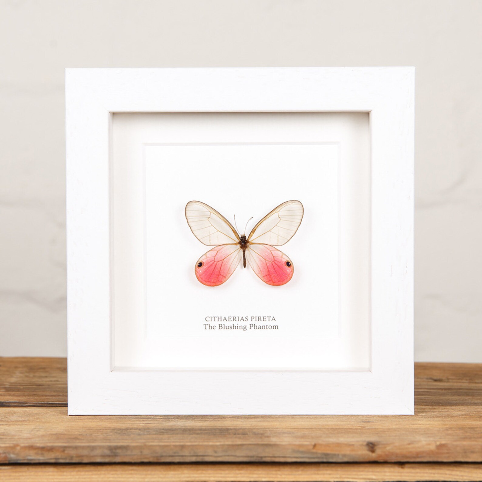 The Blushing Phantom Butterfly in Box Frame Cithaerias | Etsy