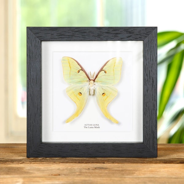 Luna Moth - Etsy