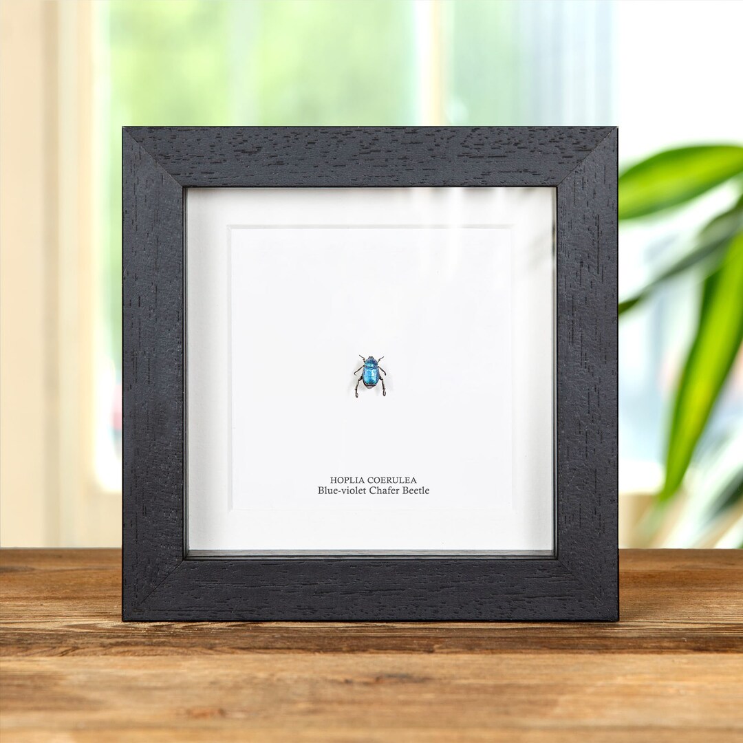 Blue-violet Chafer Beetle in Box Frame (hoplia Coerulea) - Etsy
