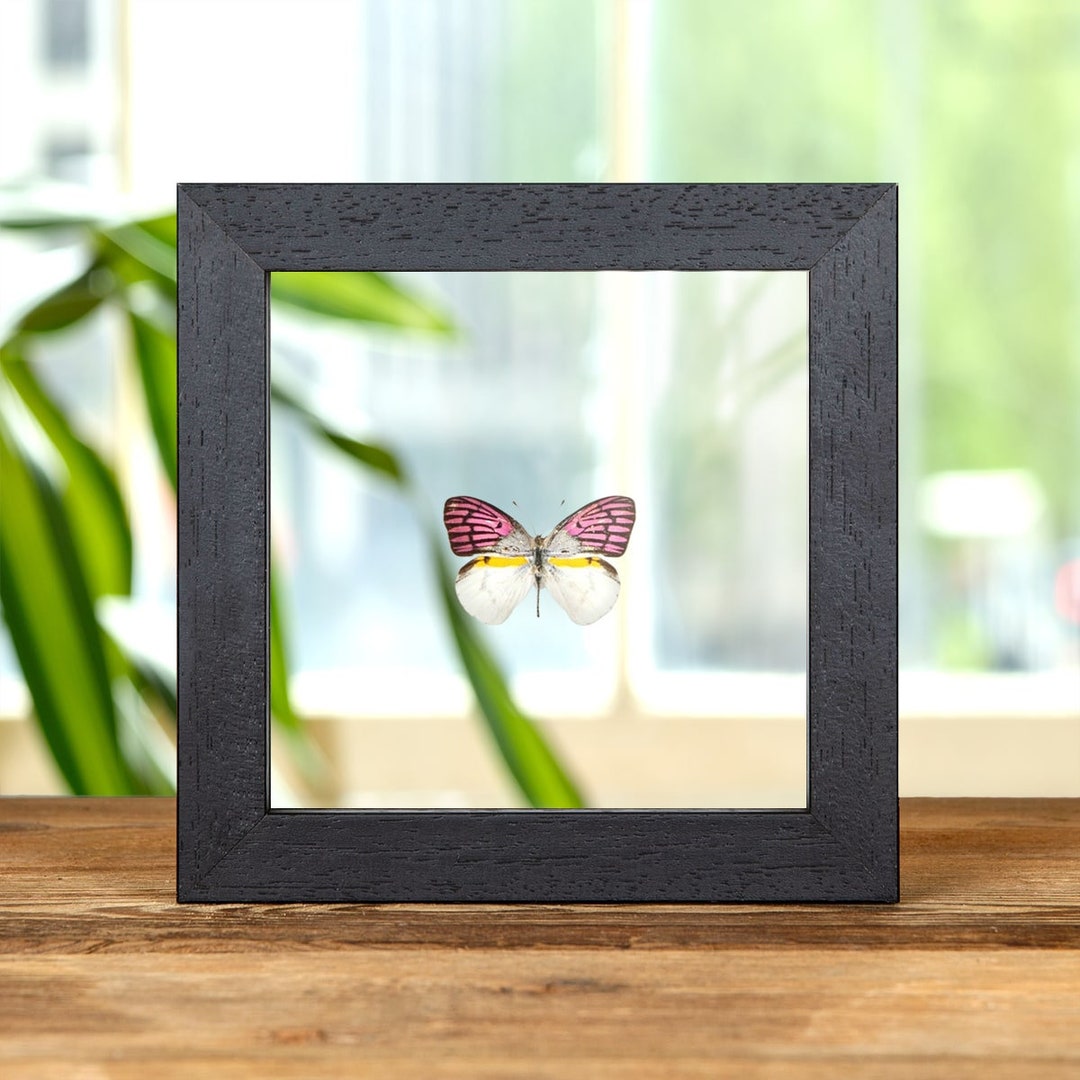 Colotis Zoe Butterfly in Clear Glass Box Frame From Madagascar - Etsy