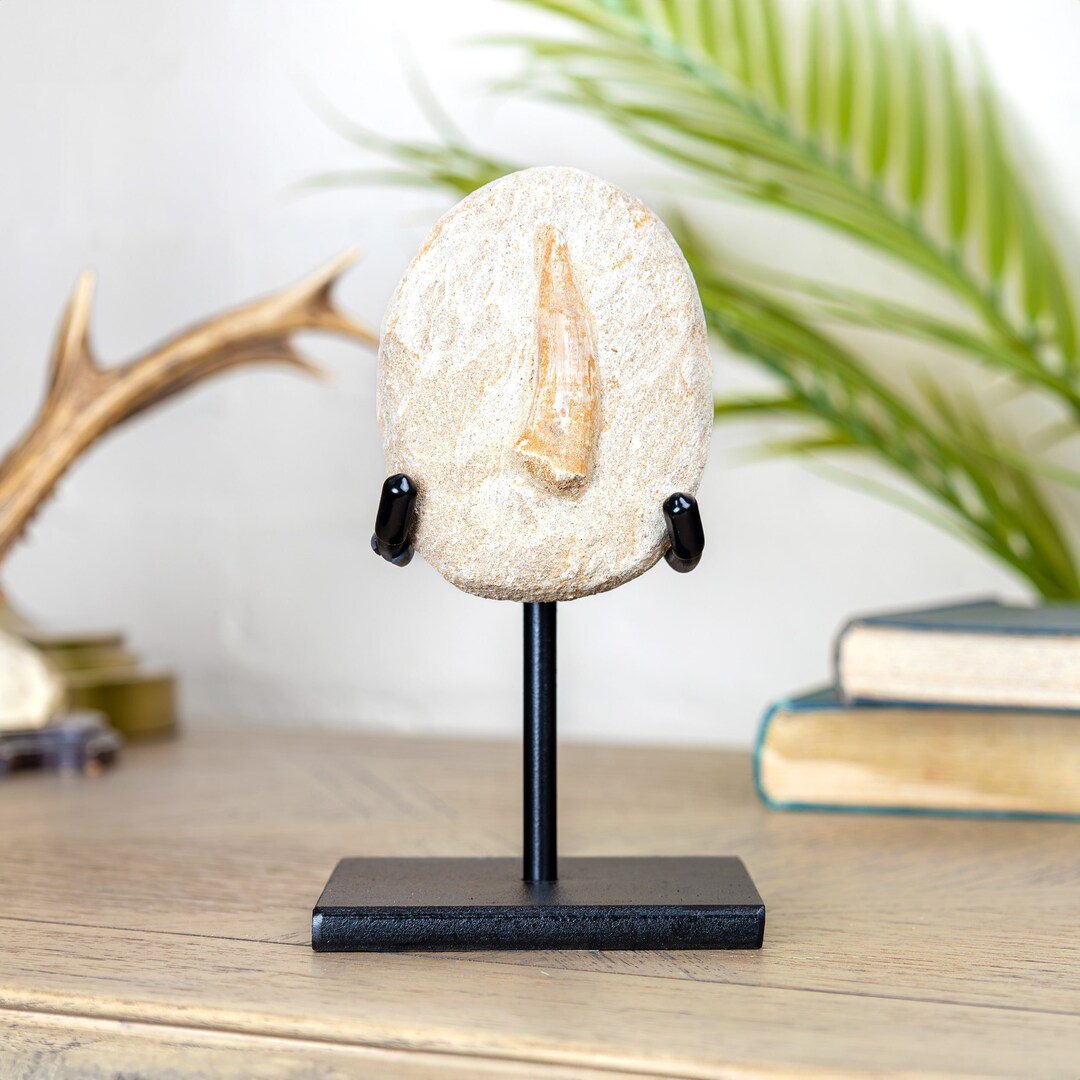 Spinosaurus Tooth Fossil & Matrix on Stand spinosaurus Sp - Etsy