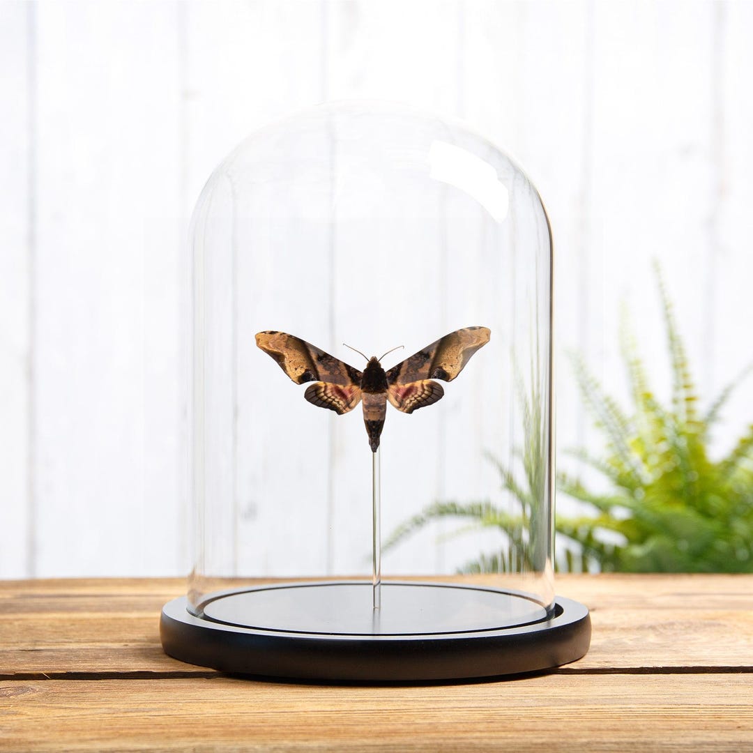 Mango Hawk Moth in Glass Dome With Wooden Base (amplypterus Panopus) - Etsy