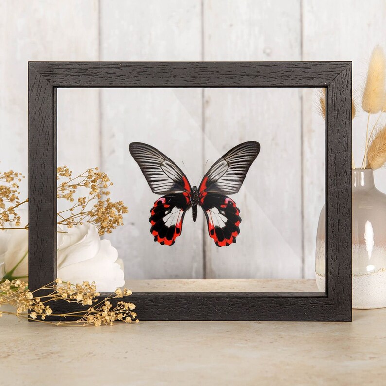 Scarlet Mormon White Form in Clear Glass See-through Frame | Etsy