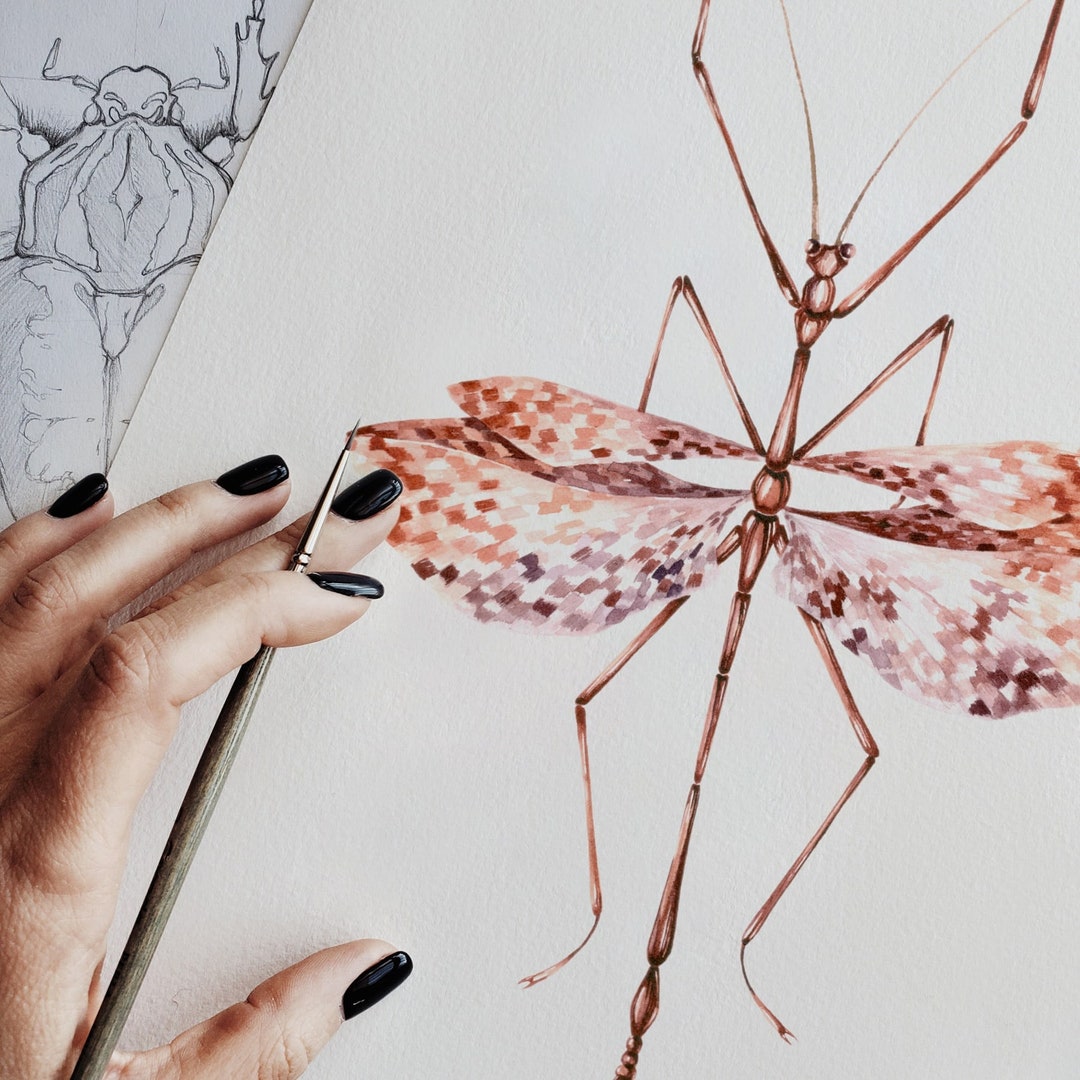 Violet-winged Stick Insect (didymuria Violescens) by - Exclusive ...