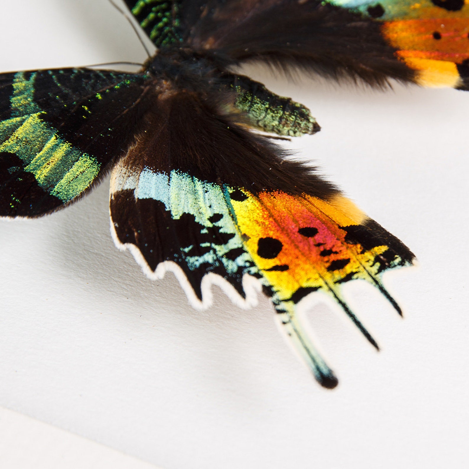 Madagascan Sunset Moth in Box Frame Chrysiridia rhipheus | Etsy