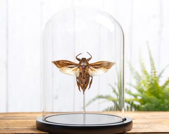 Giant Asian Water Bug, Lethocerus Indicus - Etsy
