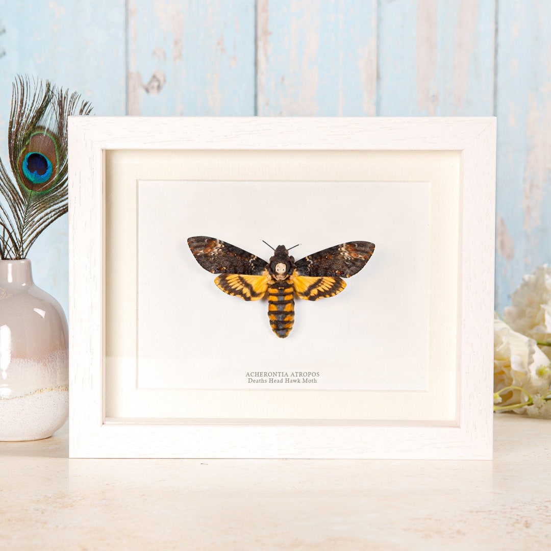 Death's Head Moth XL Box Frame acherontia Atropos Real Moth Frame ...