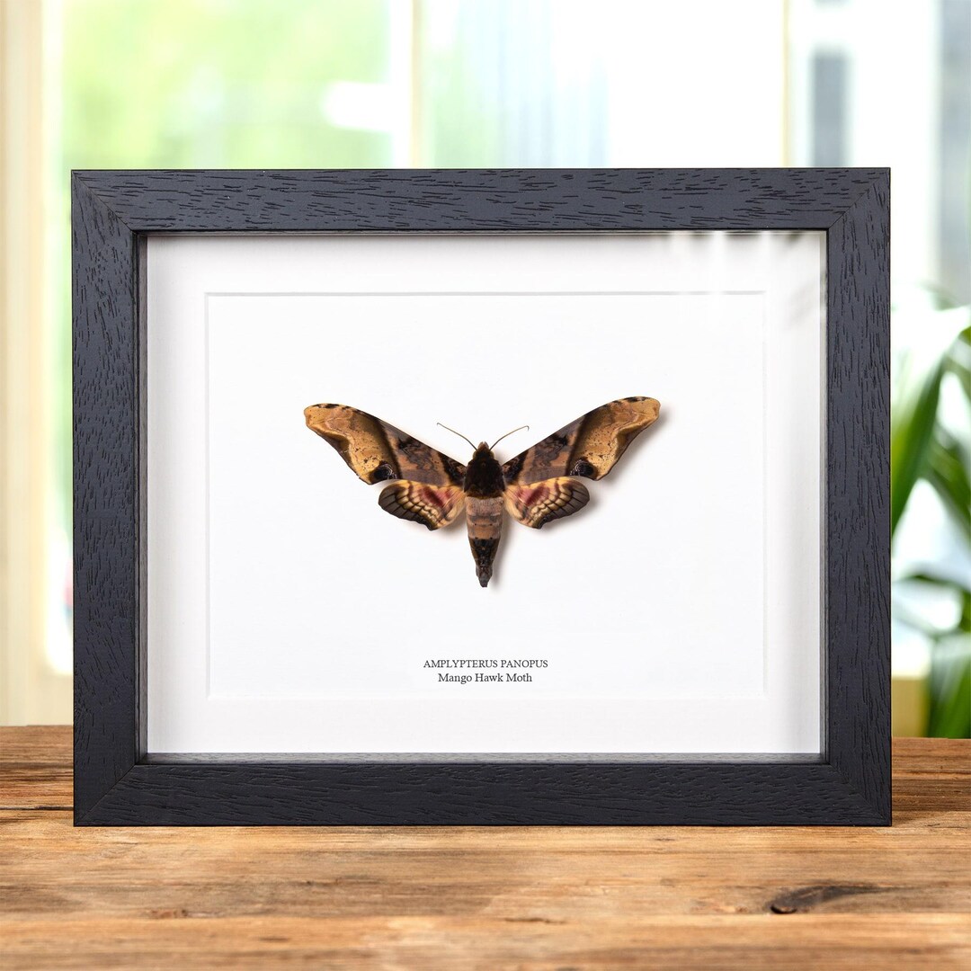 Mango Hawk Moth in Box Frame (amplypterus Panopus) - Etsy