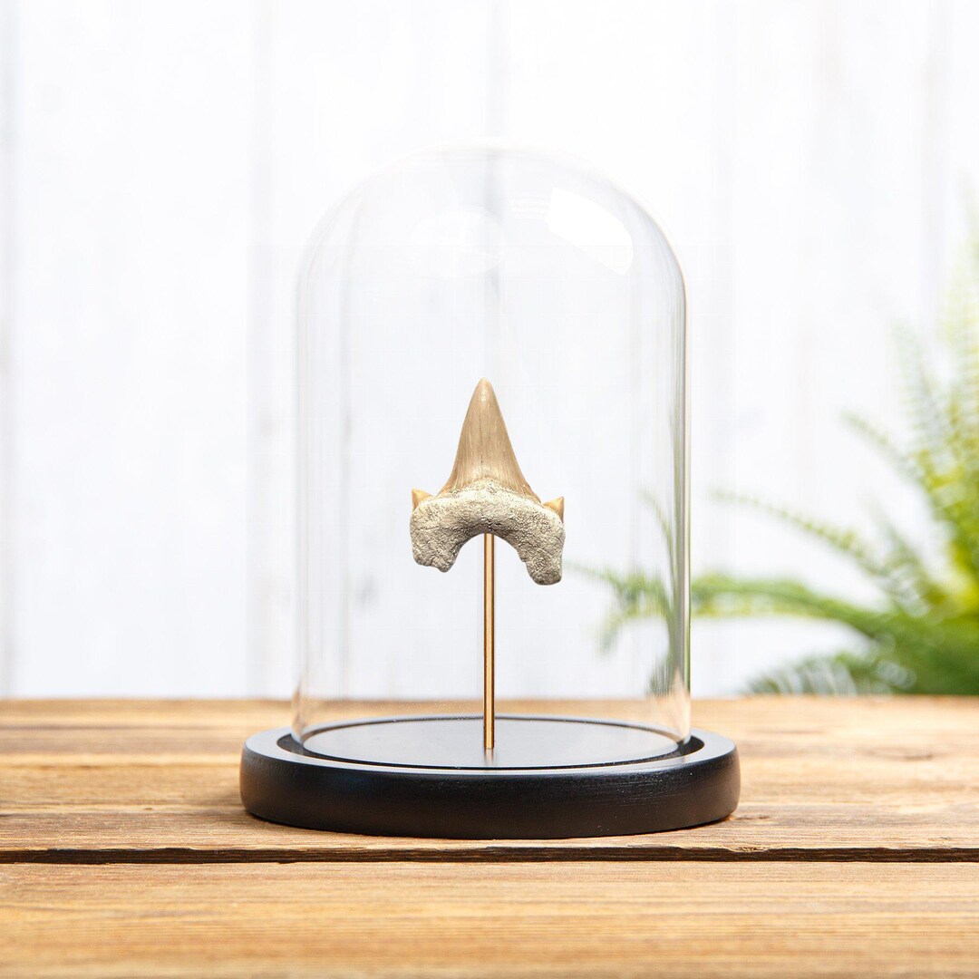 Otodus Shark Tooth Fossil in Glass Dome (otodus Obliquus) - Etsy