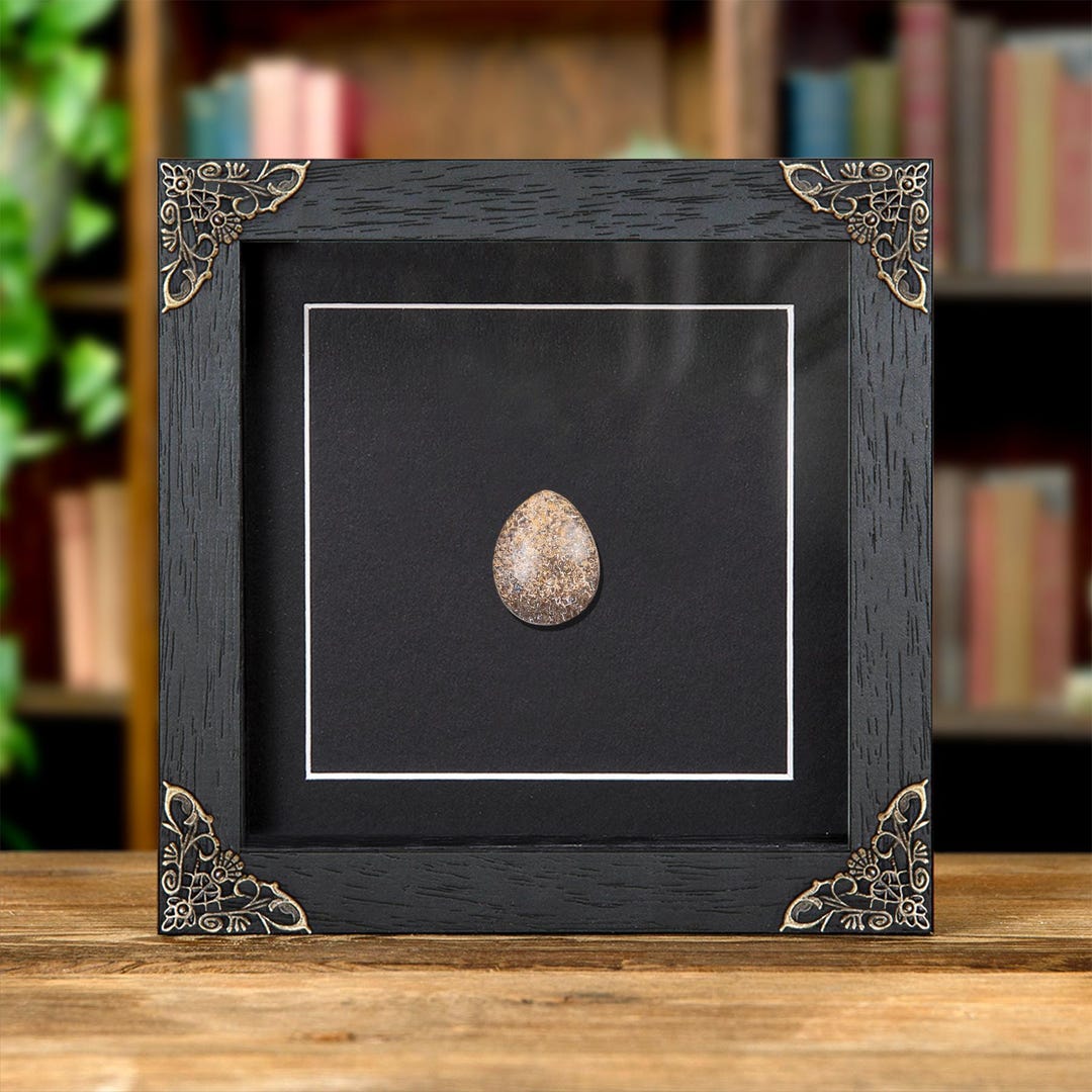Polished Dinosaur Bone Pebble in Baroque Style Frame (theropoda Sp) - Etsy