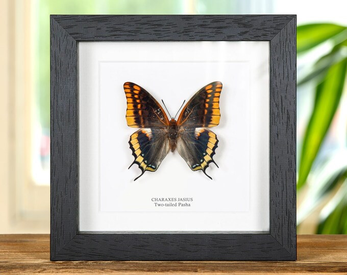Two-tailed Pasha Butterfly in Box Frame (charaxes Jasius) - Etsy