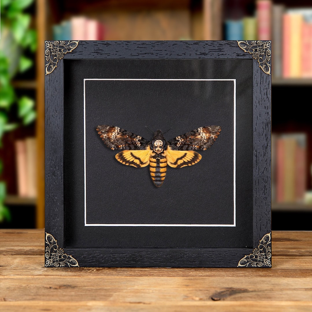 Death's Head Hawk Moth on Black Background in Baroque Style Box Frame ...