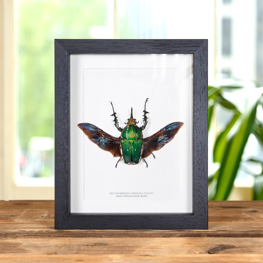 Green African Scarab Beetle in Box Frame (mecynorrhina Torquata Poggei ...