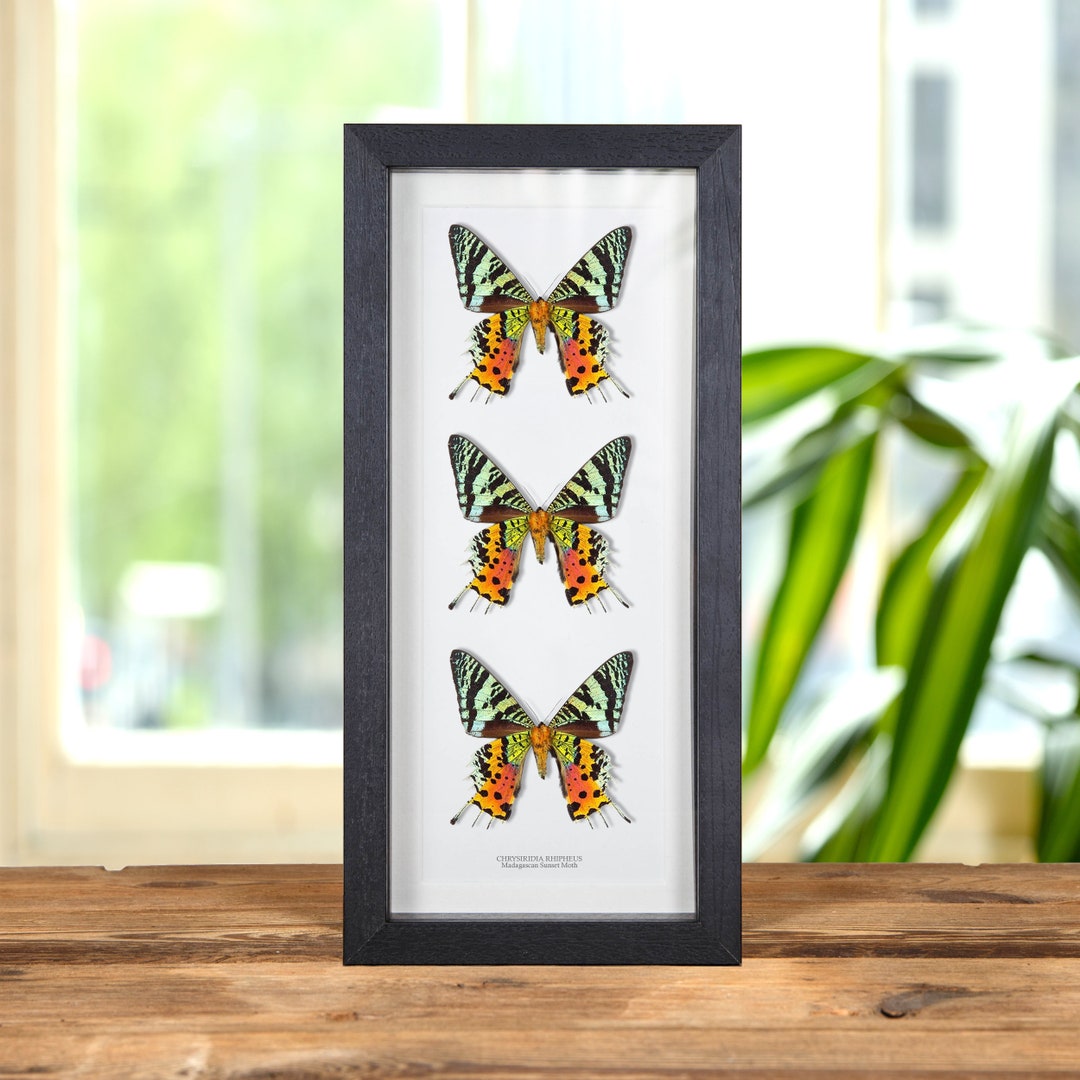 Triple Madagascan Sunset Moth Ventral Side (chrysiridia Rhipheus) - Etsy