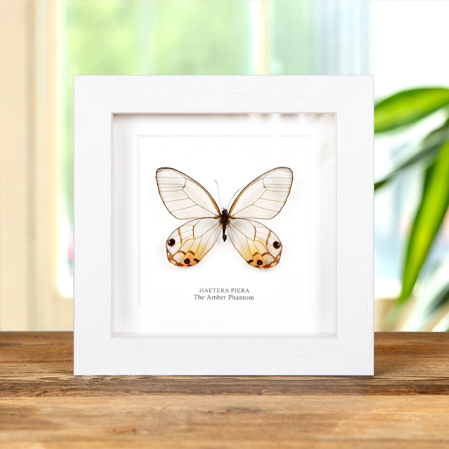 The Amber Phantom Butterfly in Box Frame (haetera Piera) - Etsy UK