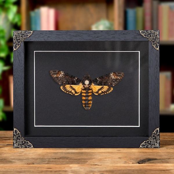 Hawk Moth - Etsy