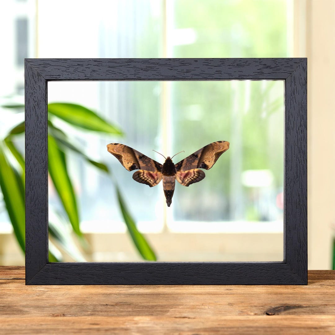 Mango Hawk Moth in Clear Glass Frame (amplypterus Panopus) - Etsy