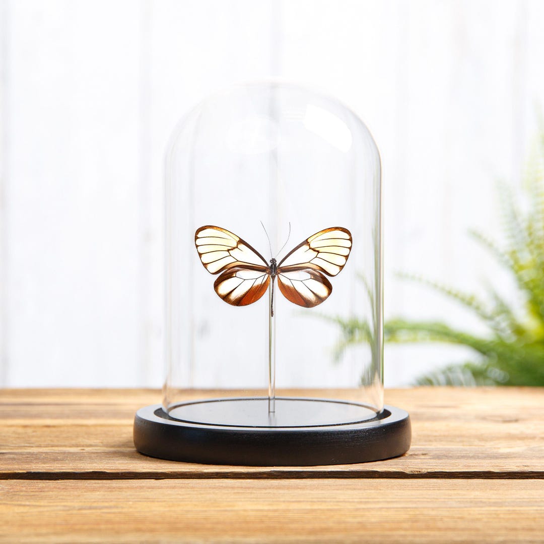 Schillernder Glasswing Schmetterling im Glasdom (Godyris duillia) - Etsy.de