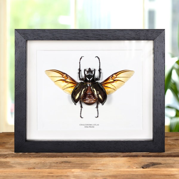 Atlas Beetle - Etsy